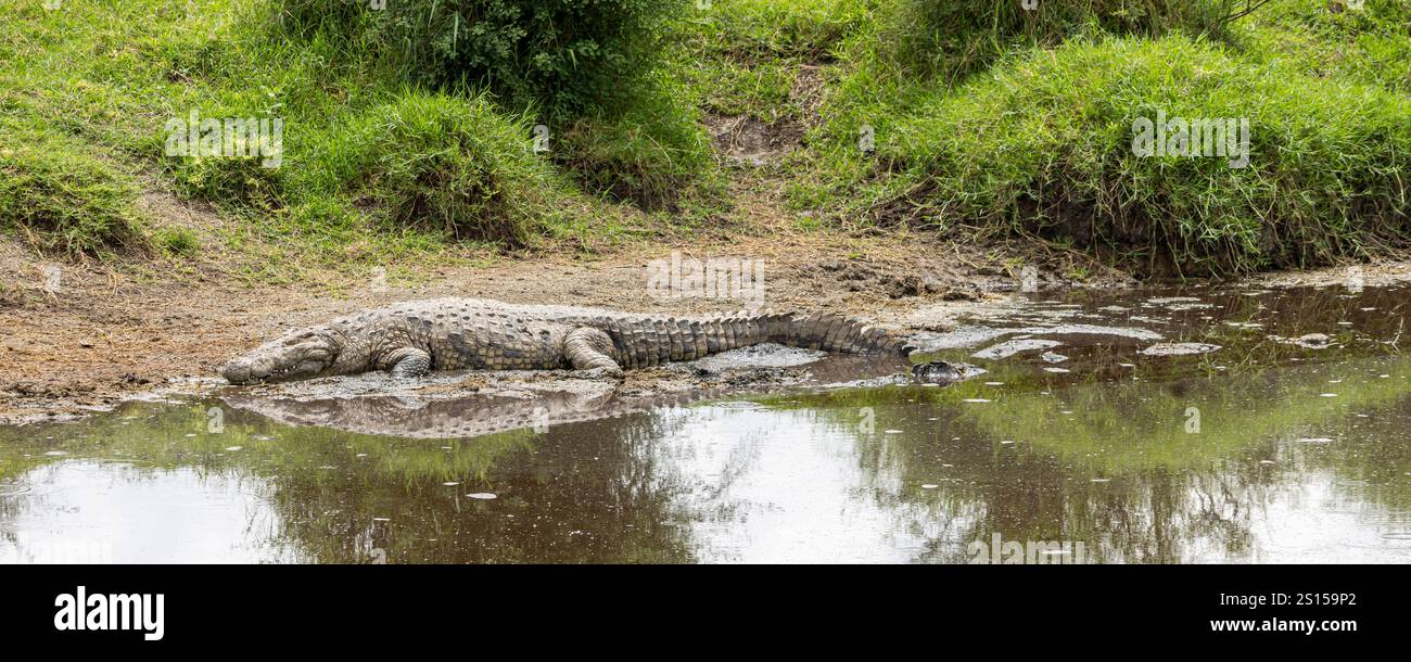 Large Nile crocodile (Crocodylus niloticus) sleeping along pond in ...
