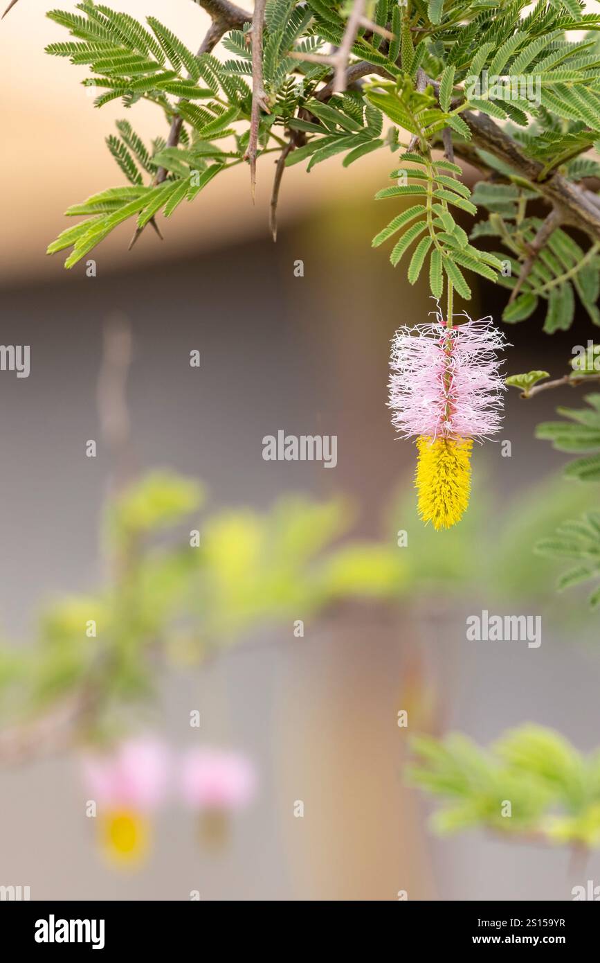 Pink and Yellow flowers of the Sickle-Bush (Dichrostachys cinerea ...