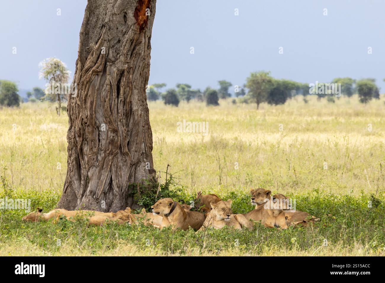 Group of female lions with their kids resting under tree Serengeti in Tanzania, East Africa ...
