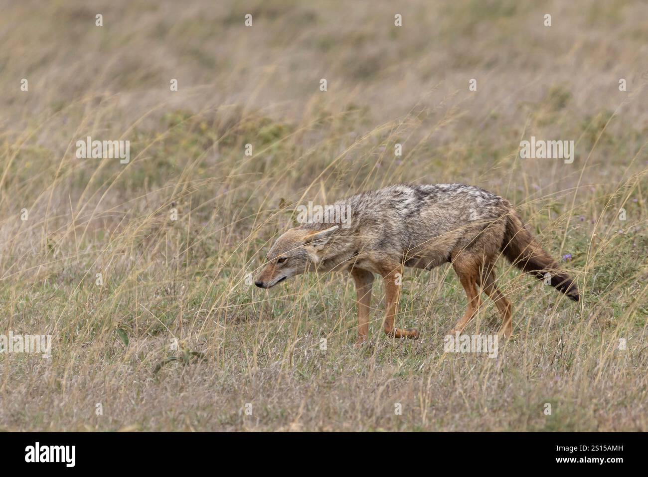 Golden jackals or golden wolf (Canis aureus) between grassland in ...