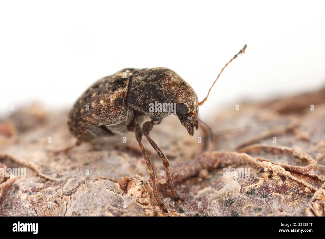 Coffee Bean Weevil of the species Araecerus fasciculatus Stock Photo ...
