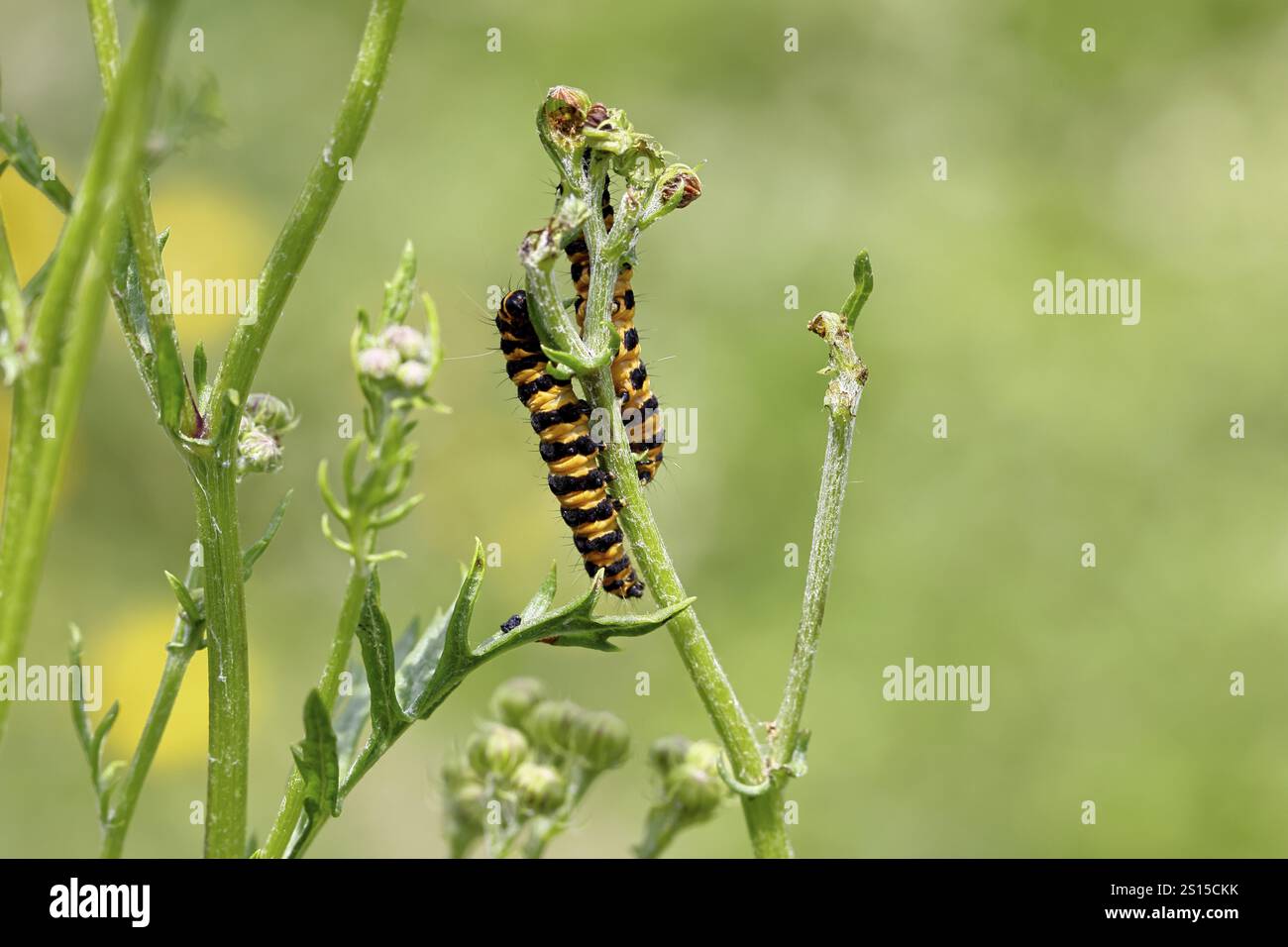 St. Jacob's weed bear or blood bear (Tyria jacobaeae), butterfly ...