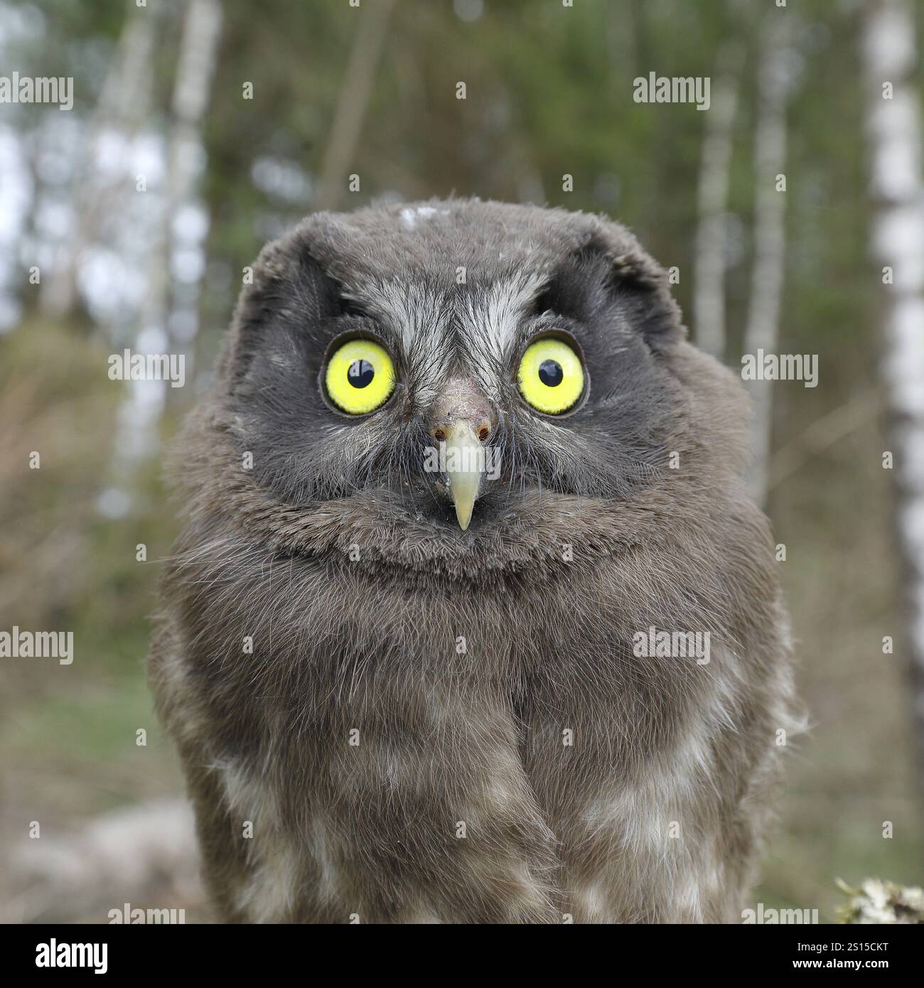Juvenile great horned owls hi-res stock photography and images - Alamy
