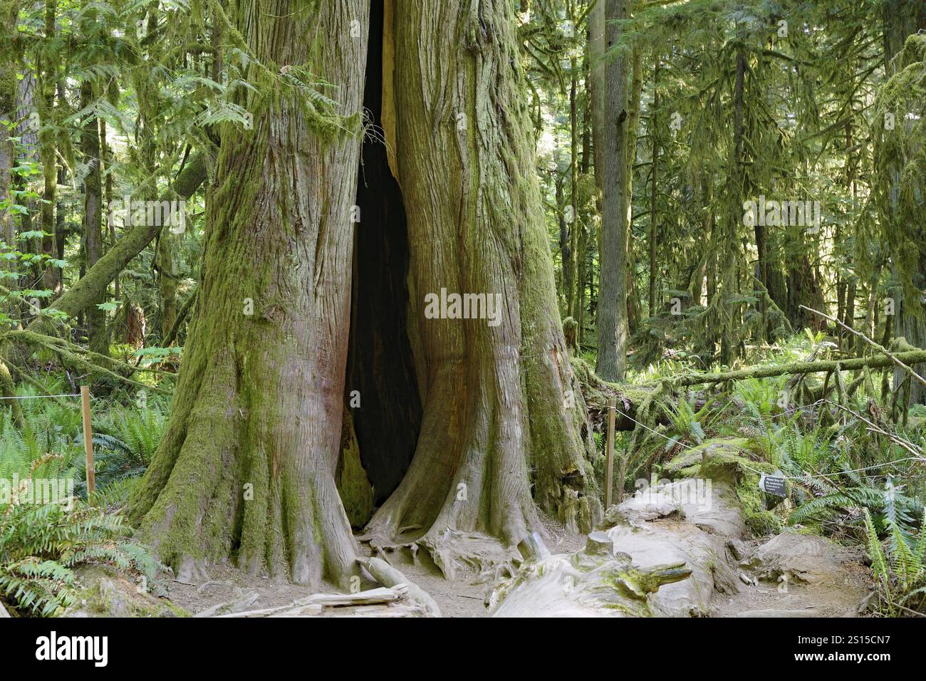 A massive, ancient tree with a hollow trunk, surrounded by dense forest ...