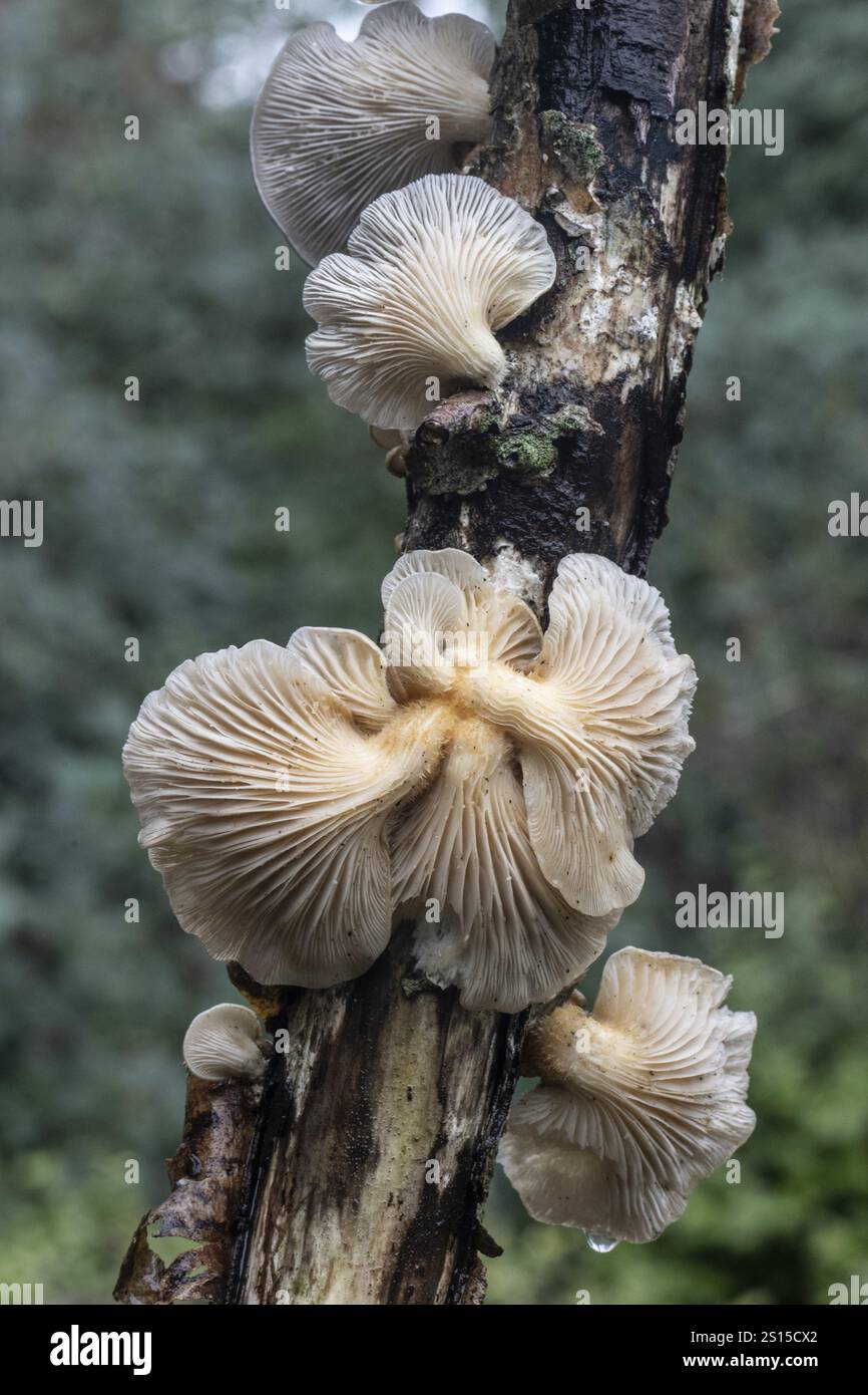 Branched oyster fungus (Pleurotus cornucopiae), Emsland, Lower Saxony ...