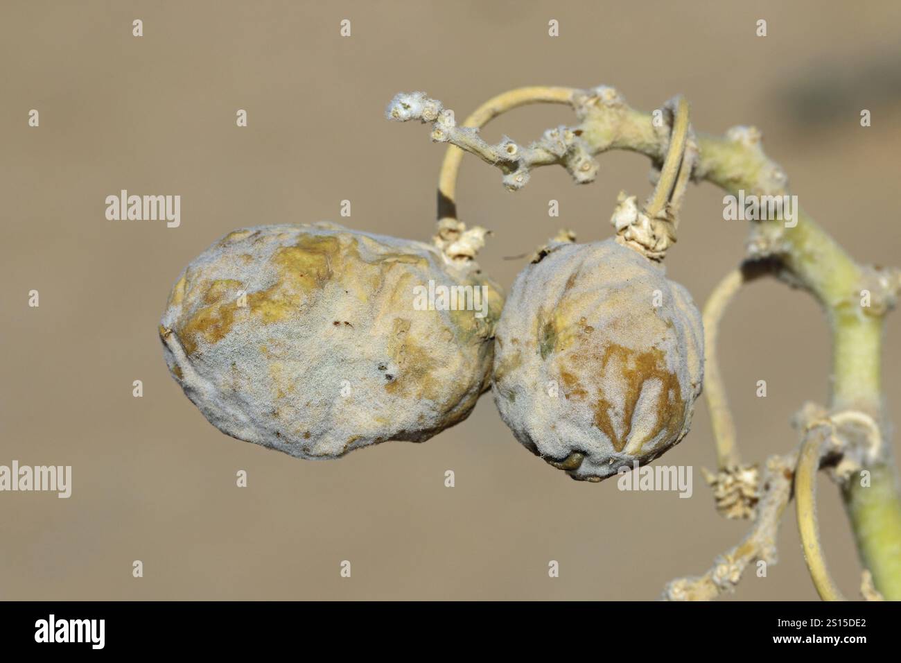 Sodom apple, Calotropis procera, fruit, Salalah, Oman, Asia Stock Photo ...