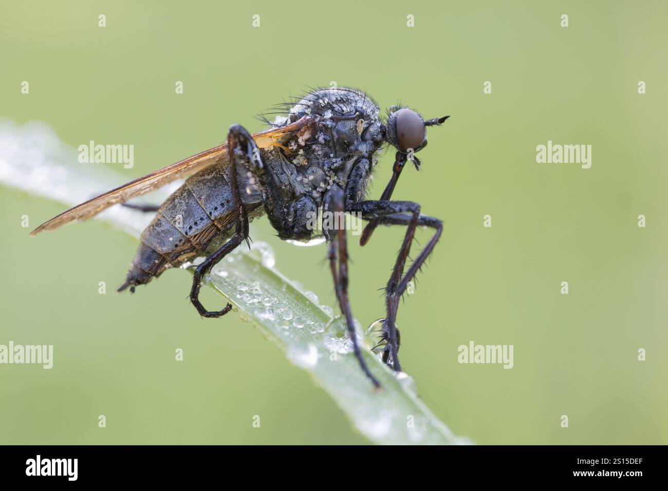 Robber fly, Asilidae Stock Photo - Alamy
