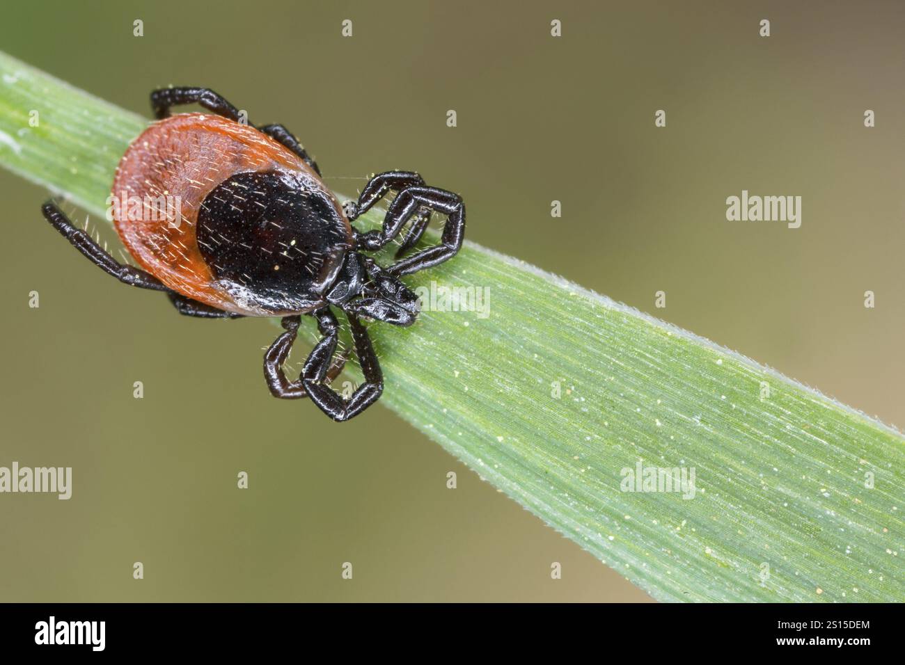 Castor Bean Tick, Ixodes ricinus, tick Stock Photo - Alamy