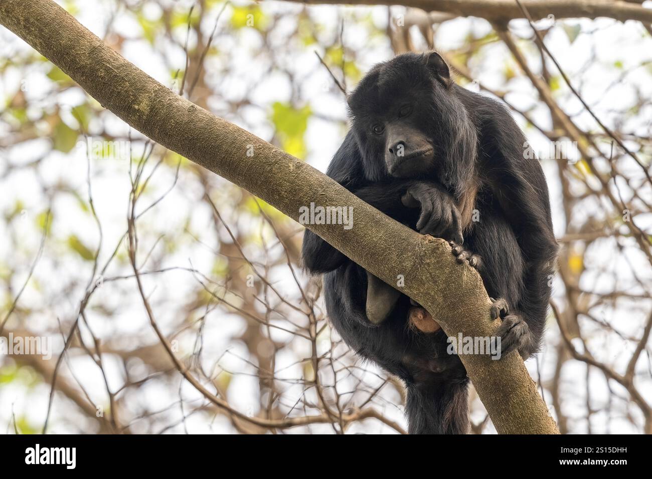 Black howler (Alouatta), Pantanal, inland, wetland, UNESCO Biosphere ...