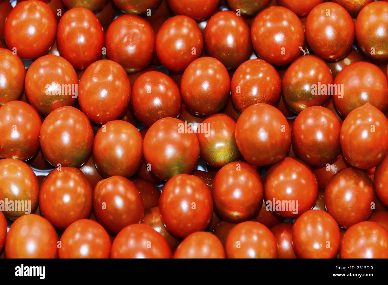 Tightly packed, round cherry tomatoes in a bright red colour, La ...