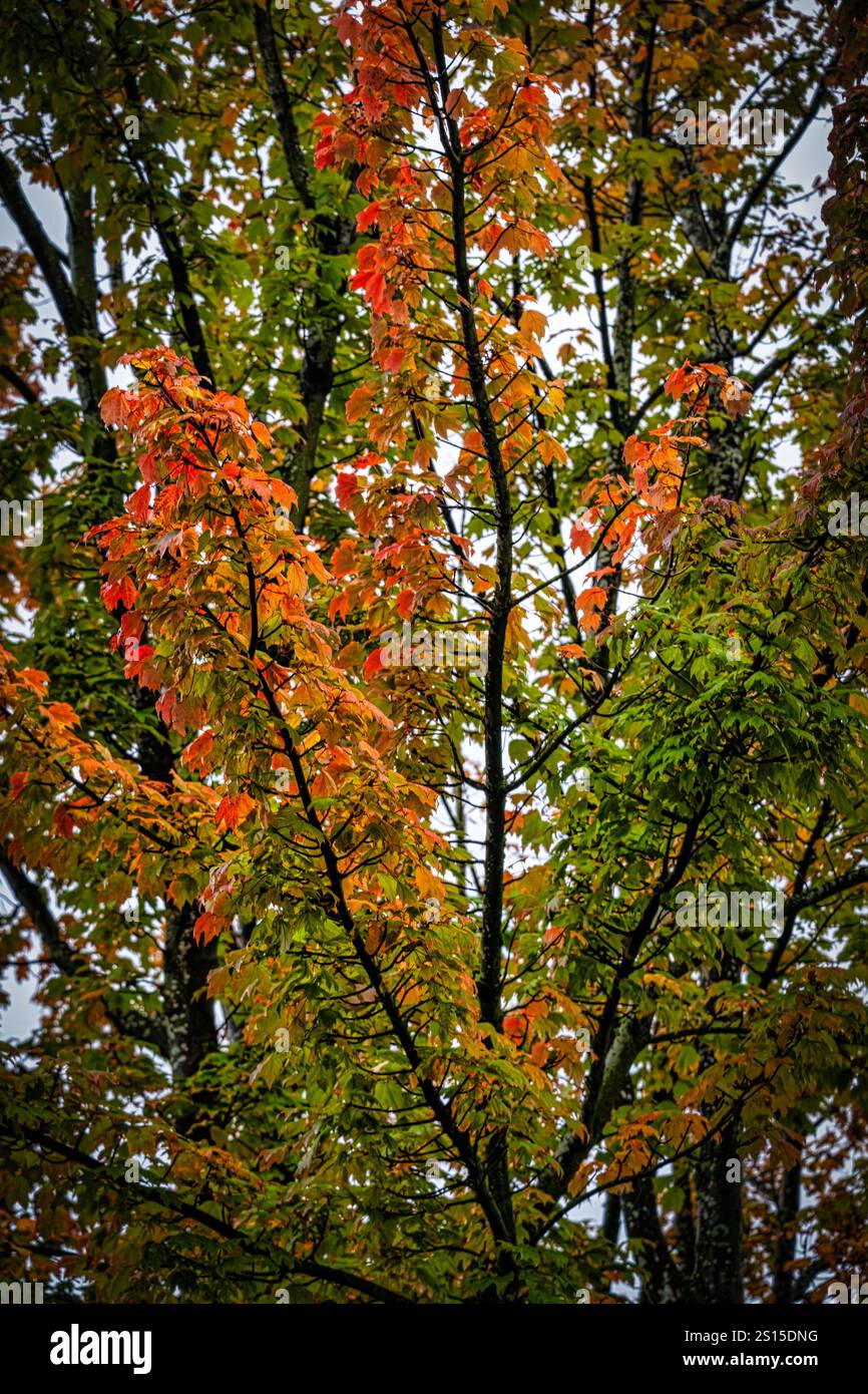 Vibrant outdoor scene unfolds hi-res stock photography and images - Alamy