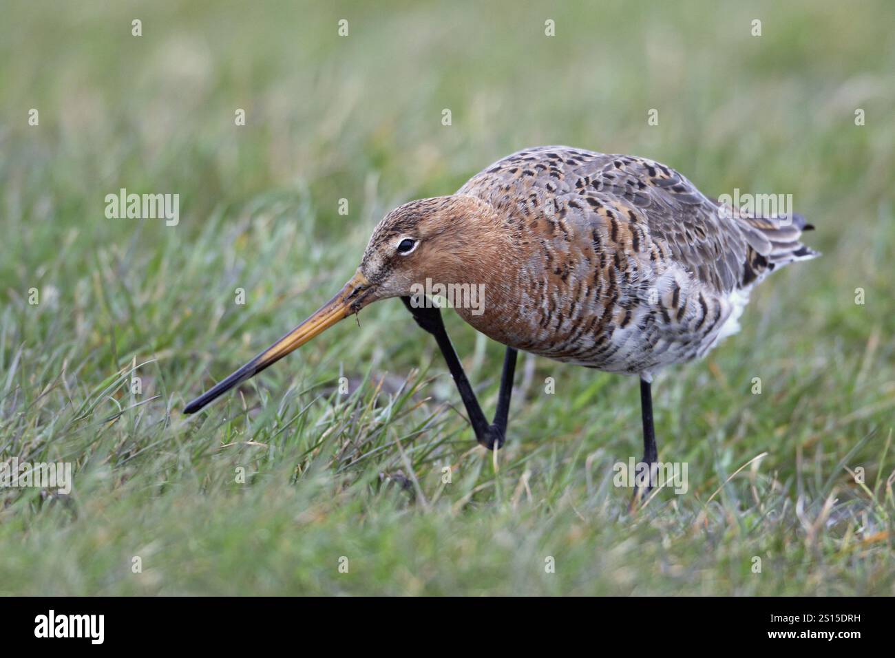 Black-tailed godwit, Limosa limosa Stock Photo - Alamy
