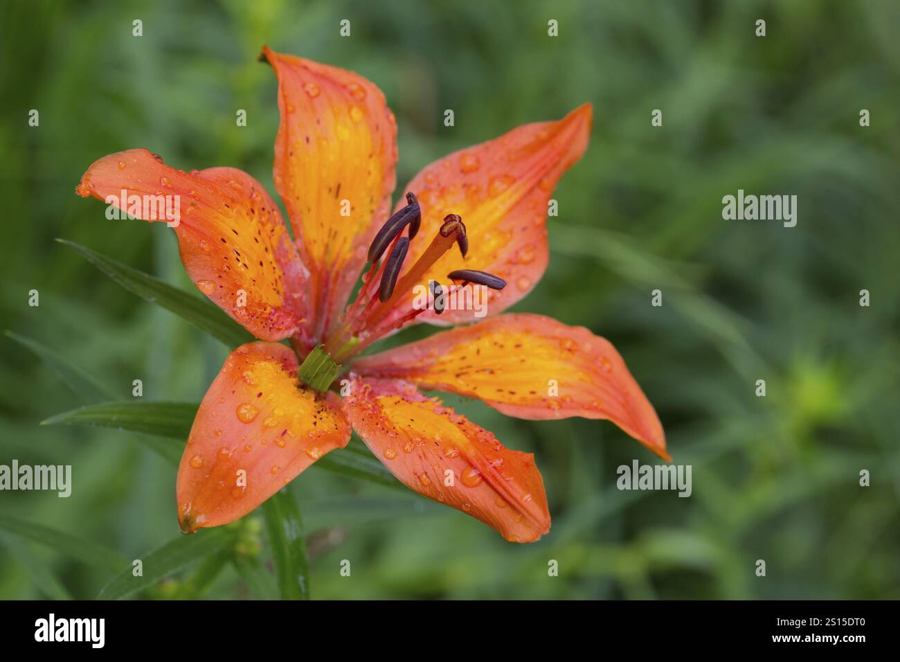 Orange fire lily flowers hi-res stock photography and images - Alamy