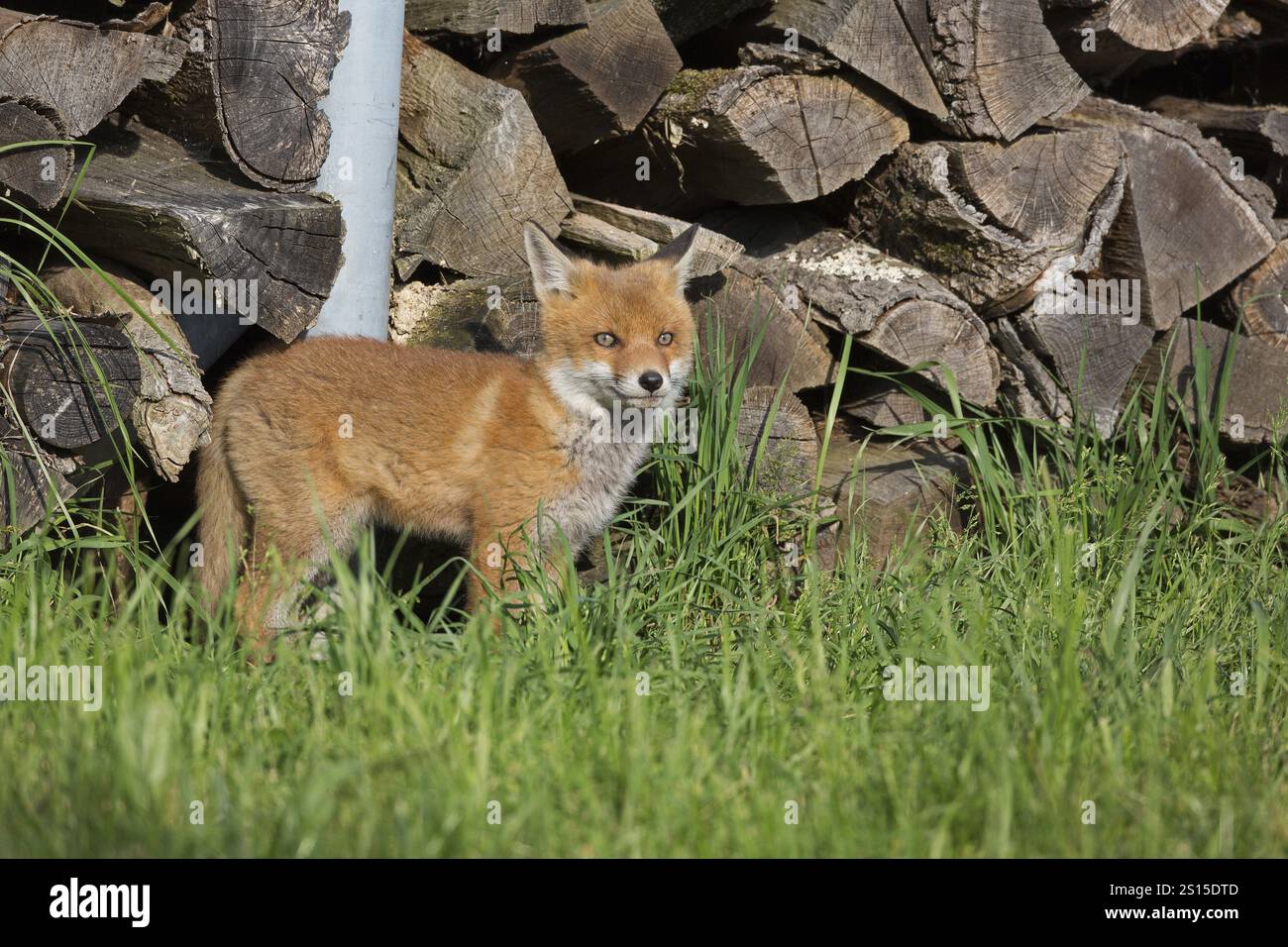 Red fox, Vulpes vulpes, juvenile Stock Photo - Alamy
