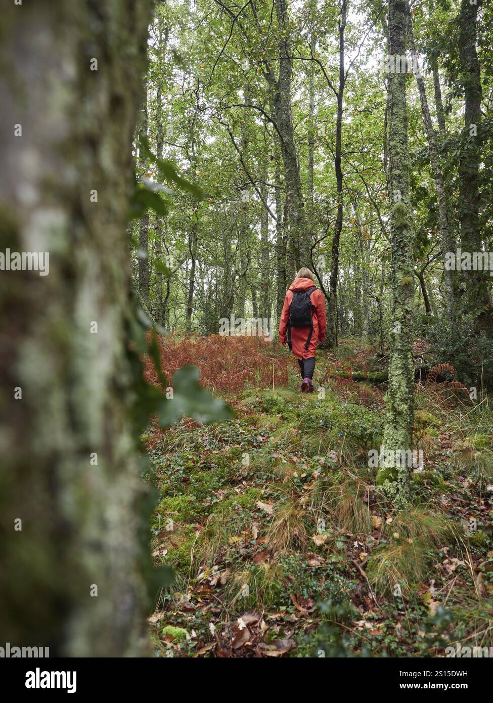 Back view of woman whearing red coat and black backpack walking through ...