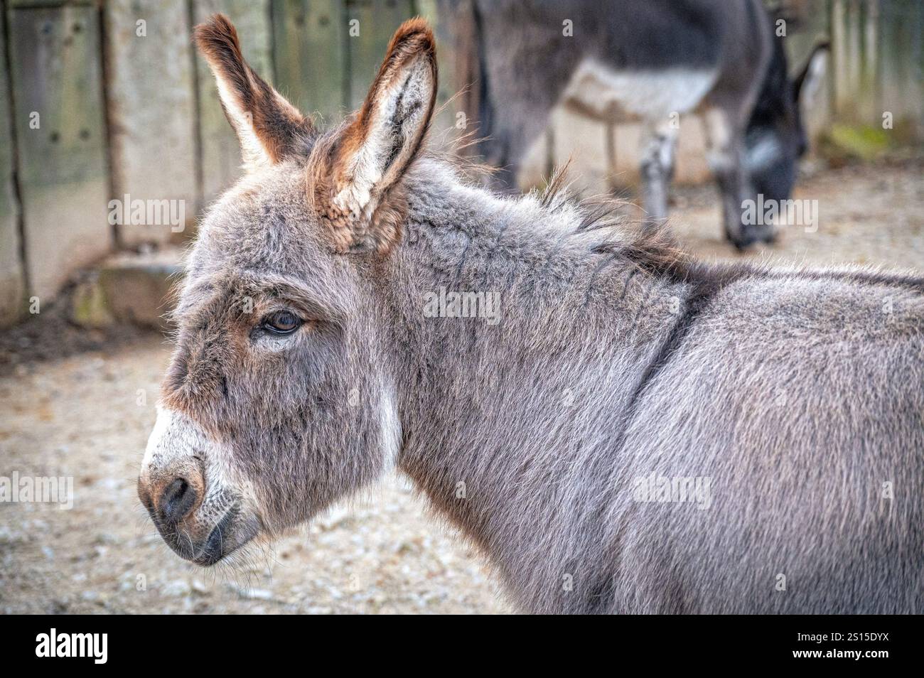A donkey (Equus asinus) standing sideways in an enclosure with other ...