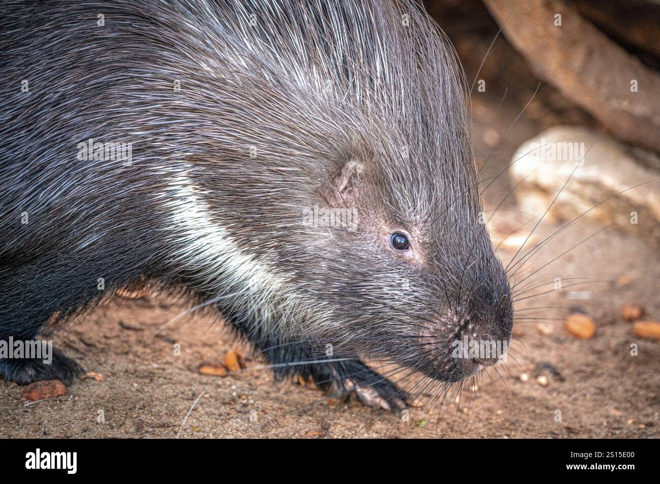Lateral view of a porcupine (Hystricidae) on the ground, Eisenberg ...