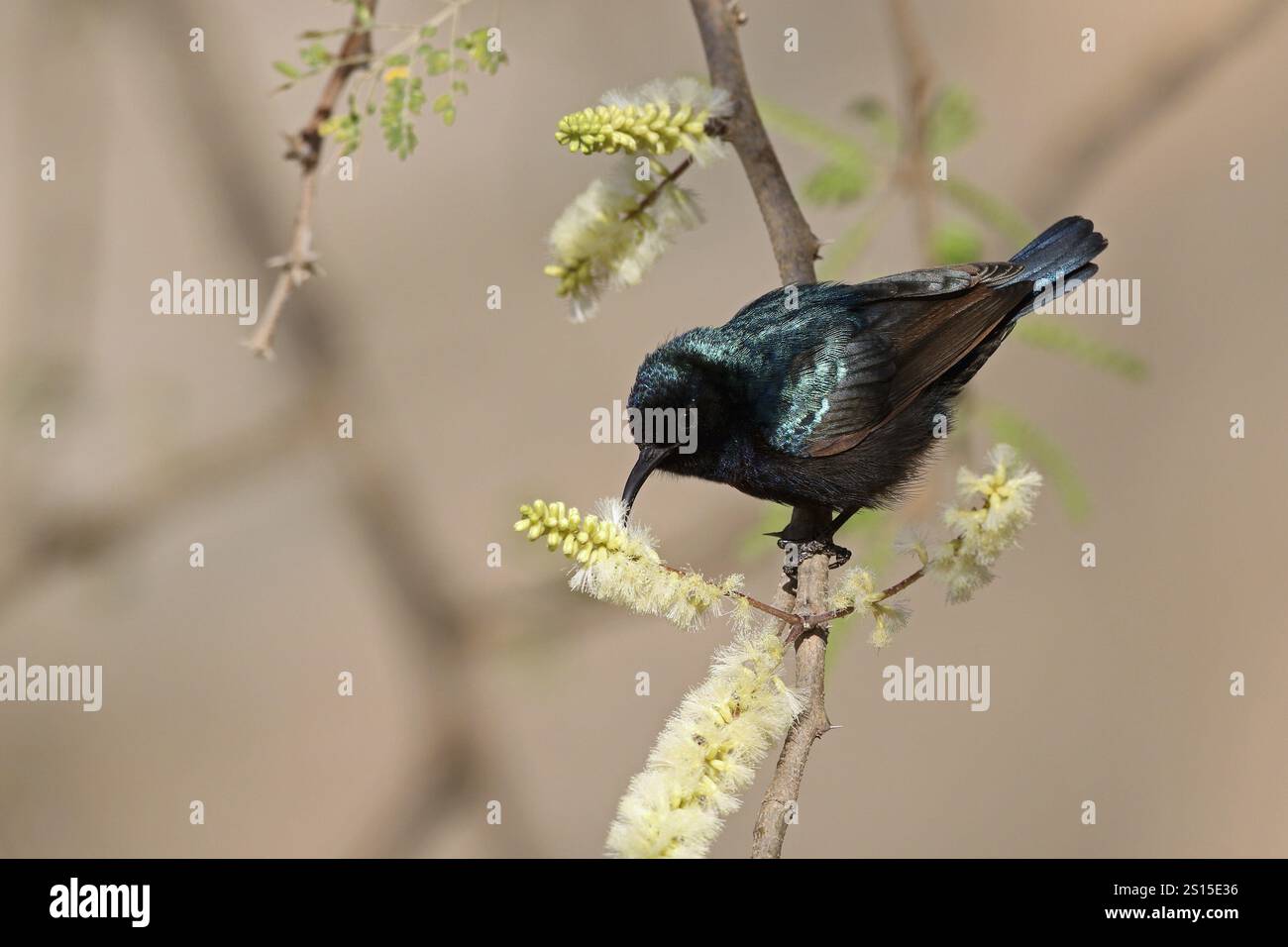 Sunbird asia hi-res stock photography and images - Alamy