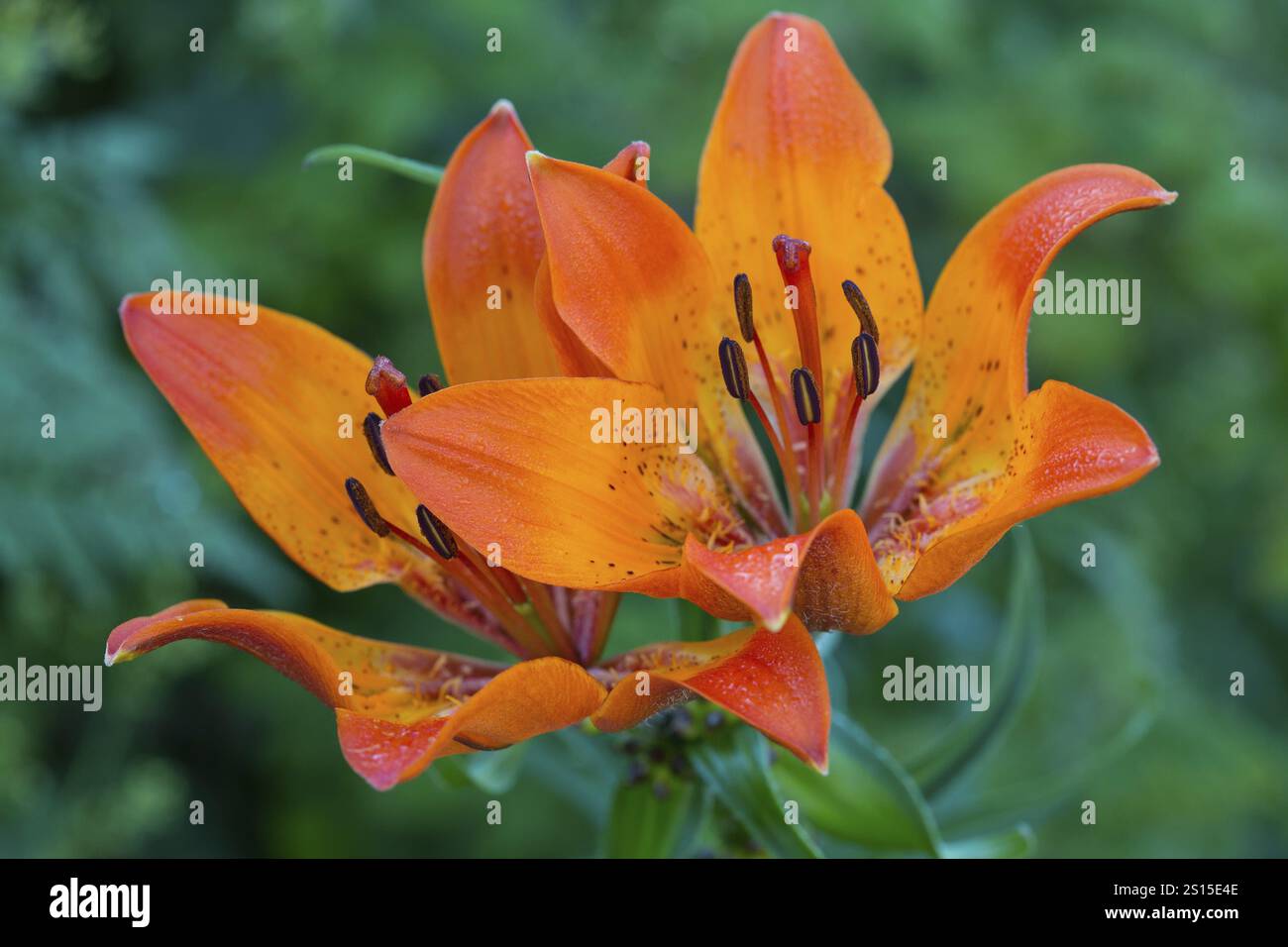 Orange fire lily flowers hi-res stock photography and images - Alamy