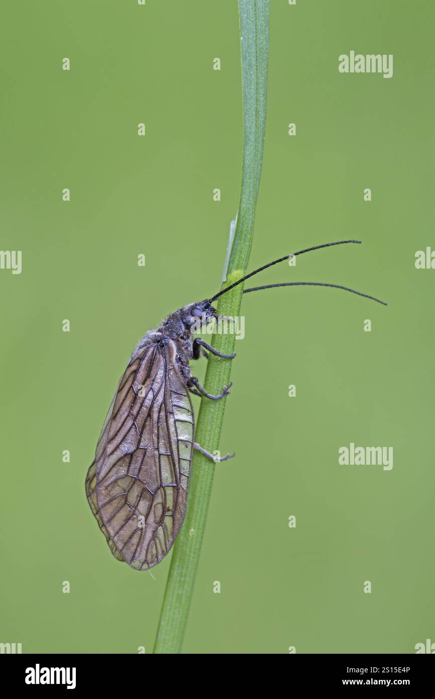 Neuropterida hi-res stock photography and images - Alamy