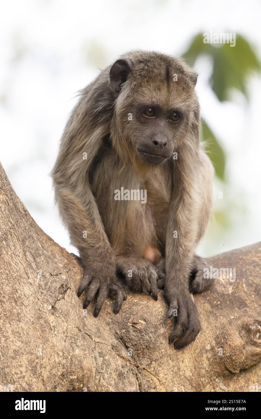 Black howler (Alouatta), juvenile, Pantanal, inland, wetland, UNESCO ...