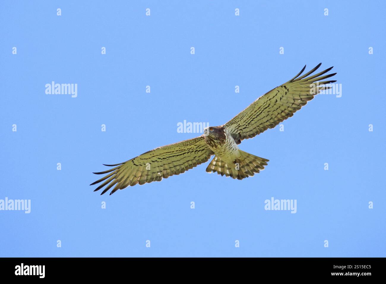 Short-toed snake eagle, Circaetus gallicus Stock Photo - Alamy