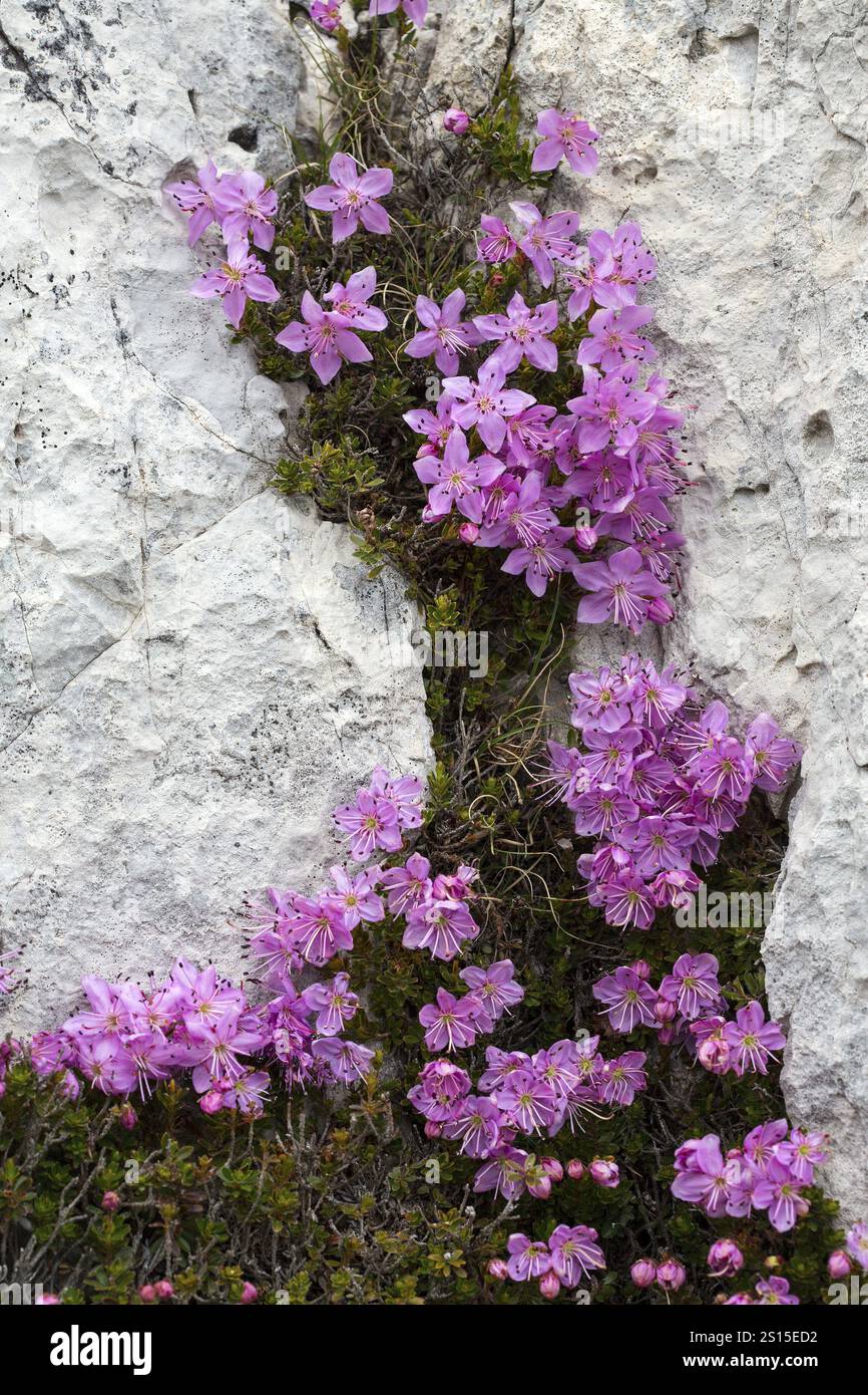 Dwarf alpine rose, Rhodothamnus chamaecistus Stock Photo - Alamy