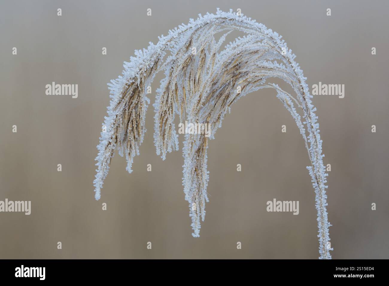 Reed, Phragmites australis, hoar frost, plant Stock Photo - Alamy
