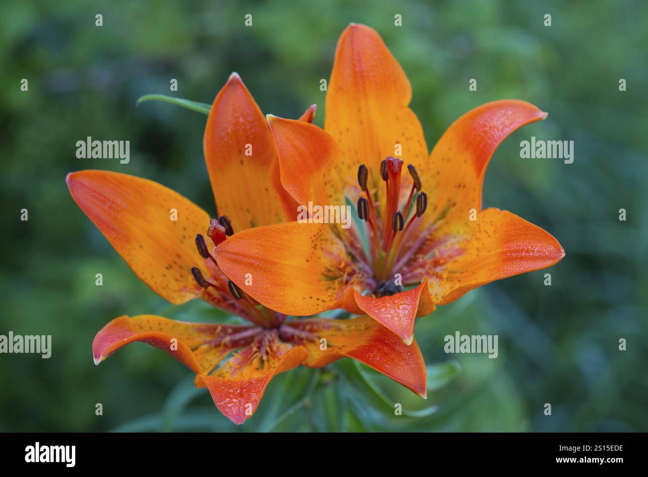 Fire lily, Lilium bulbiferum Stock Photo - Alamy