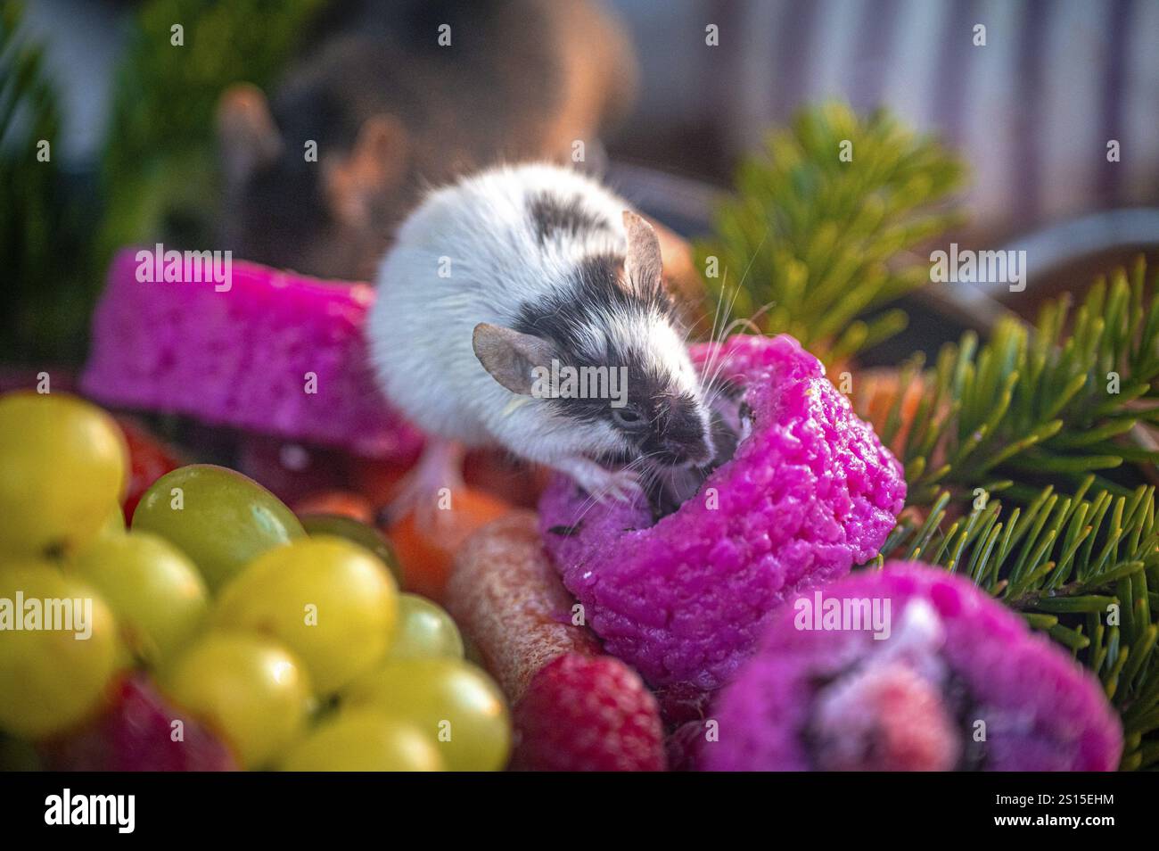 Two mice (Mus musculus) explore colourful fruits and plants, Eisenberg ...