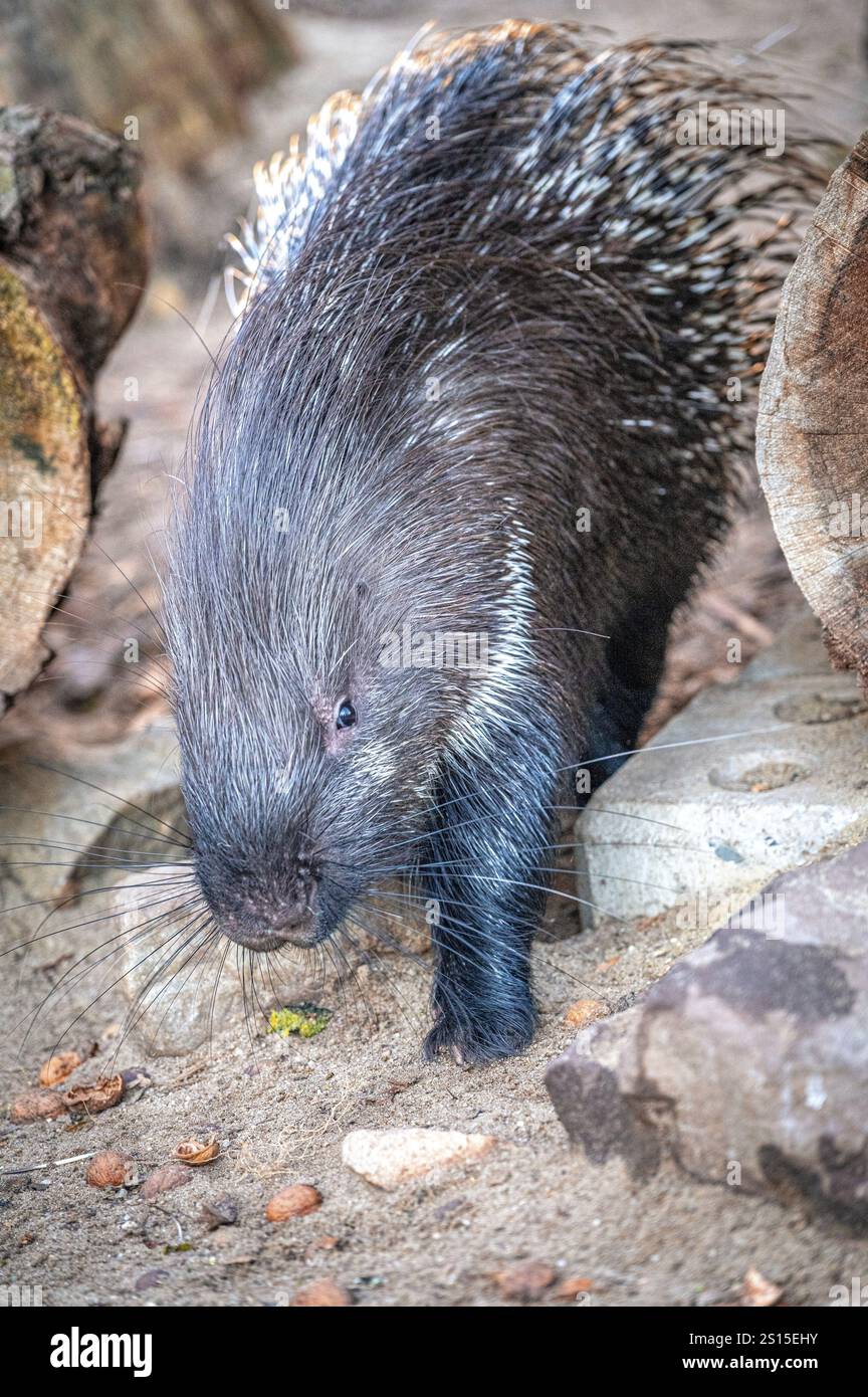 Porcupine (Hystricidae) moving between logs on earthy ground, Eisenberg ...