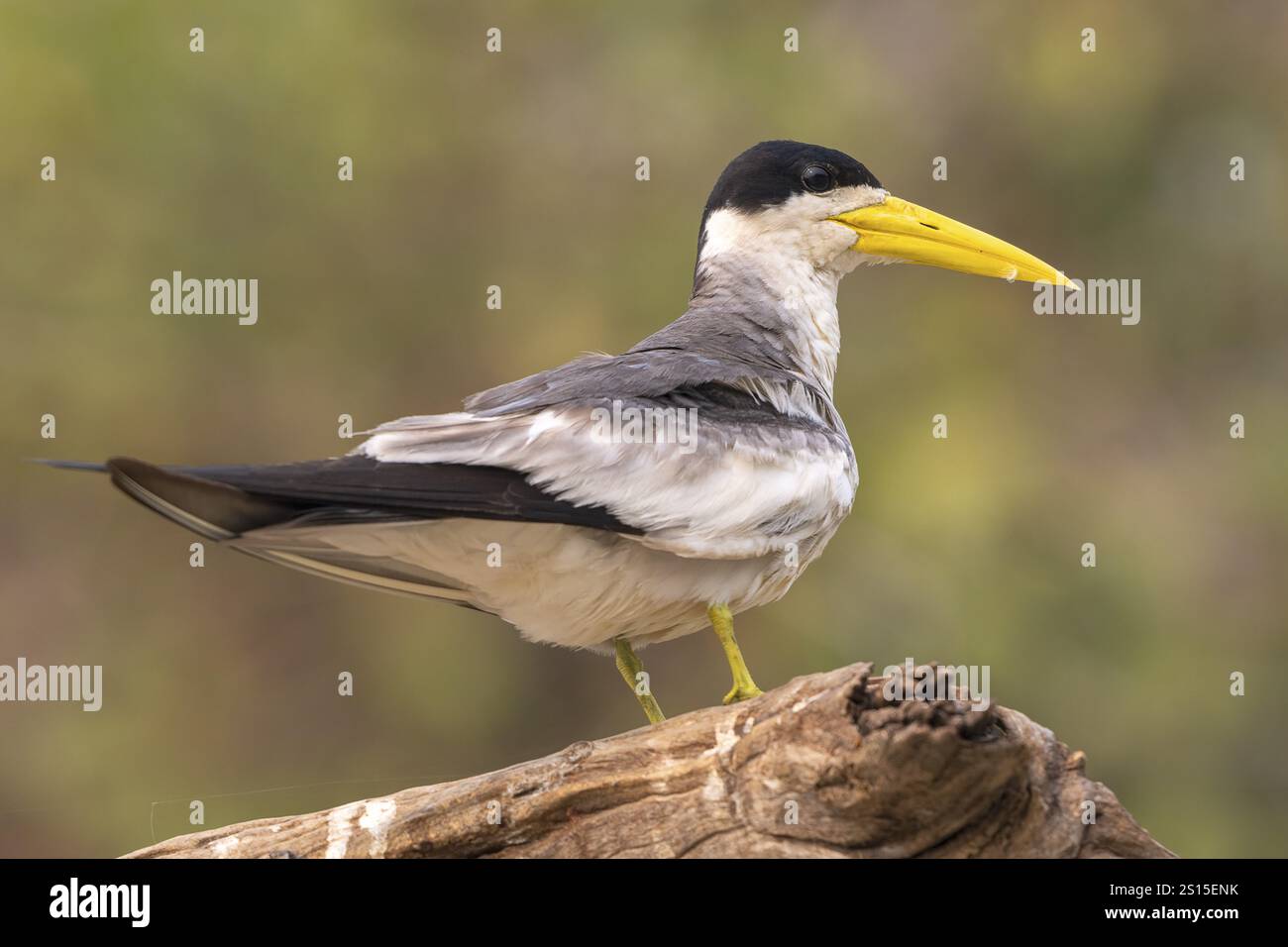 Large-billed Tern (Phaetusa simplex), Pantanal, inland, wetland, UNESCO ...
