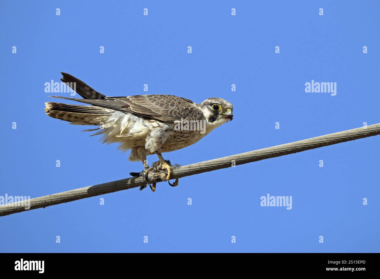 Desert Falcon, Falco peregrinus pelegrinoides, Oman, Asia Stock Photo ...