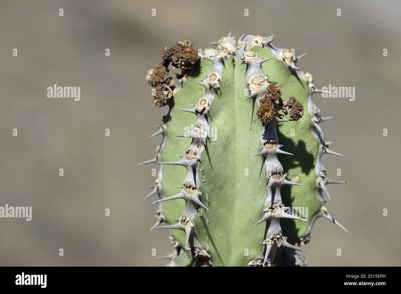Euphorbia cactus, Salalah, Oman, Asia Stock Photo - Alamy