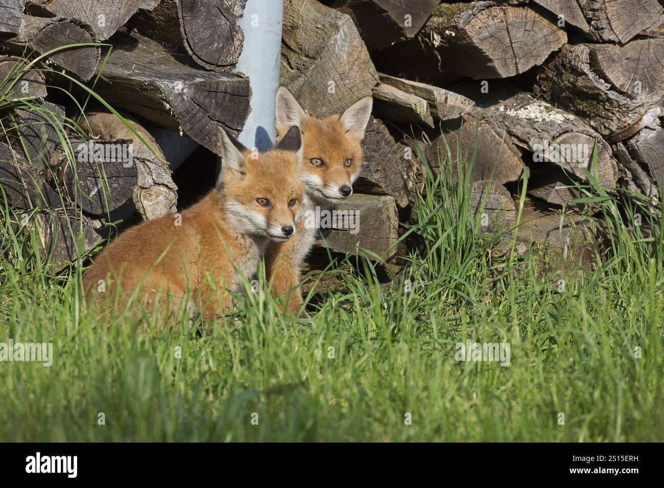 Red fox, Vulpes vulpes, juvenile Stock Photo - Alamy