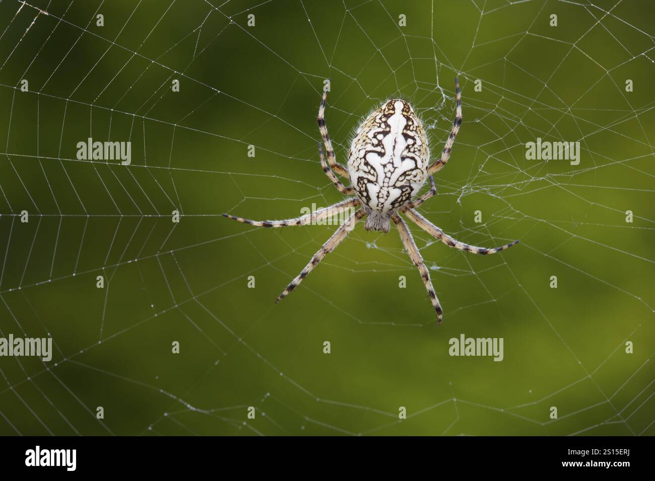 Garden cross spider, Araneus diadematus Stock Photo - Alamy
