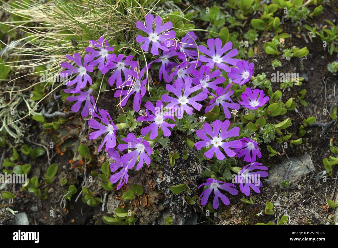 Dwarf primrose, Primula minima, Dolomites Stock Photo - Alamy