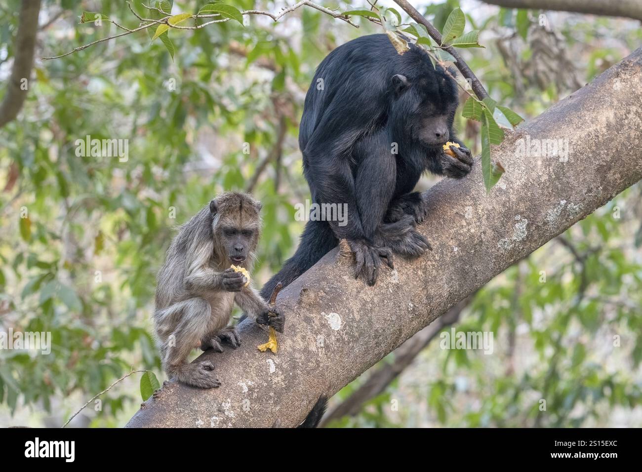 Black howler (Alouatta), 2 animals, Pantanal, inland, wetland, UNESCO ...