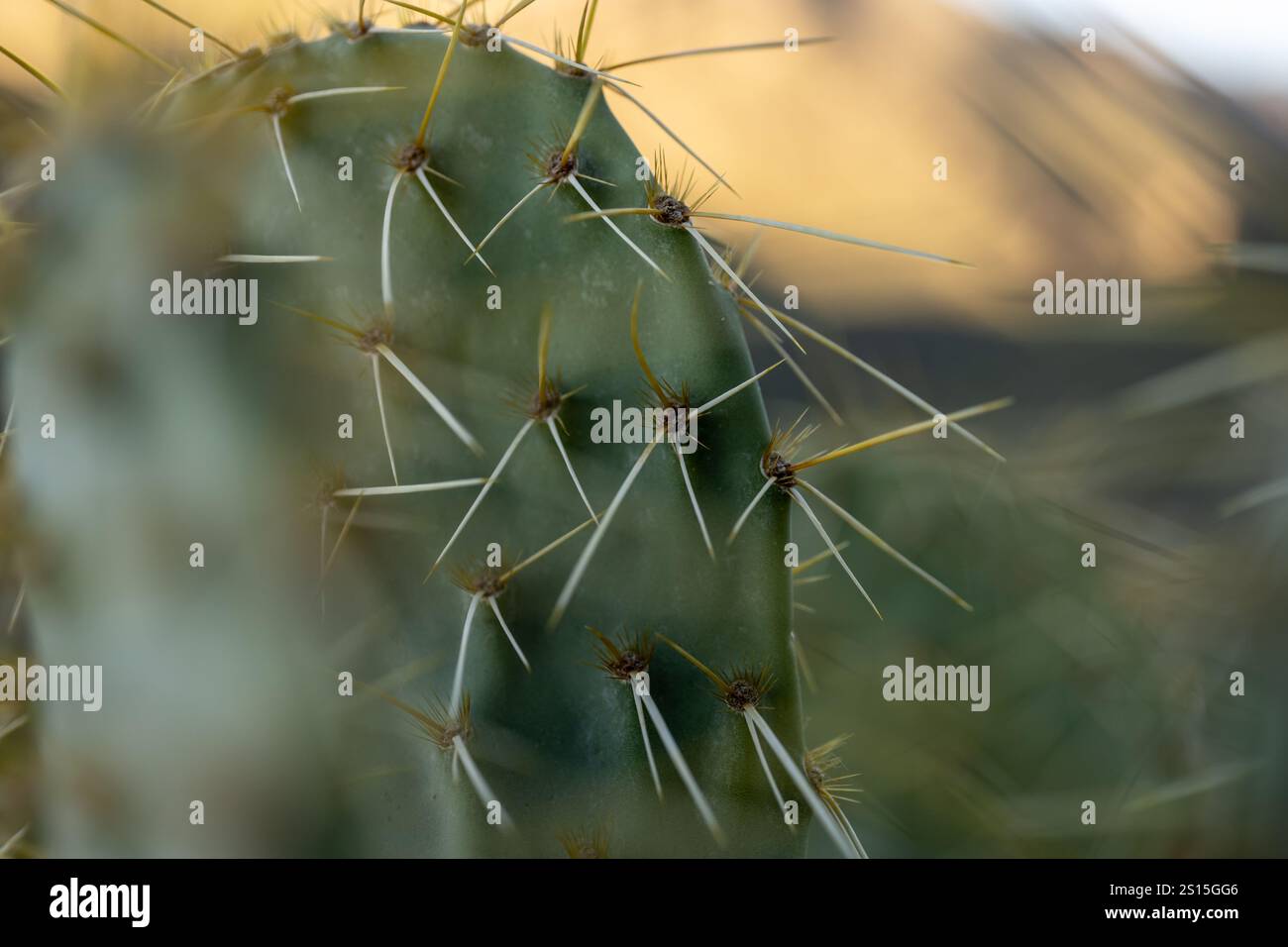 Peering Deep Into Prickly Pear Cactus Covered In Spines And Glochids in ...