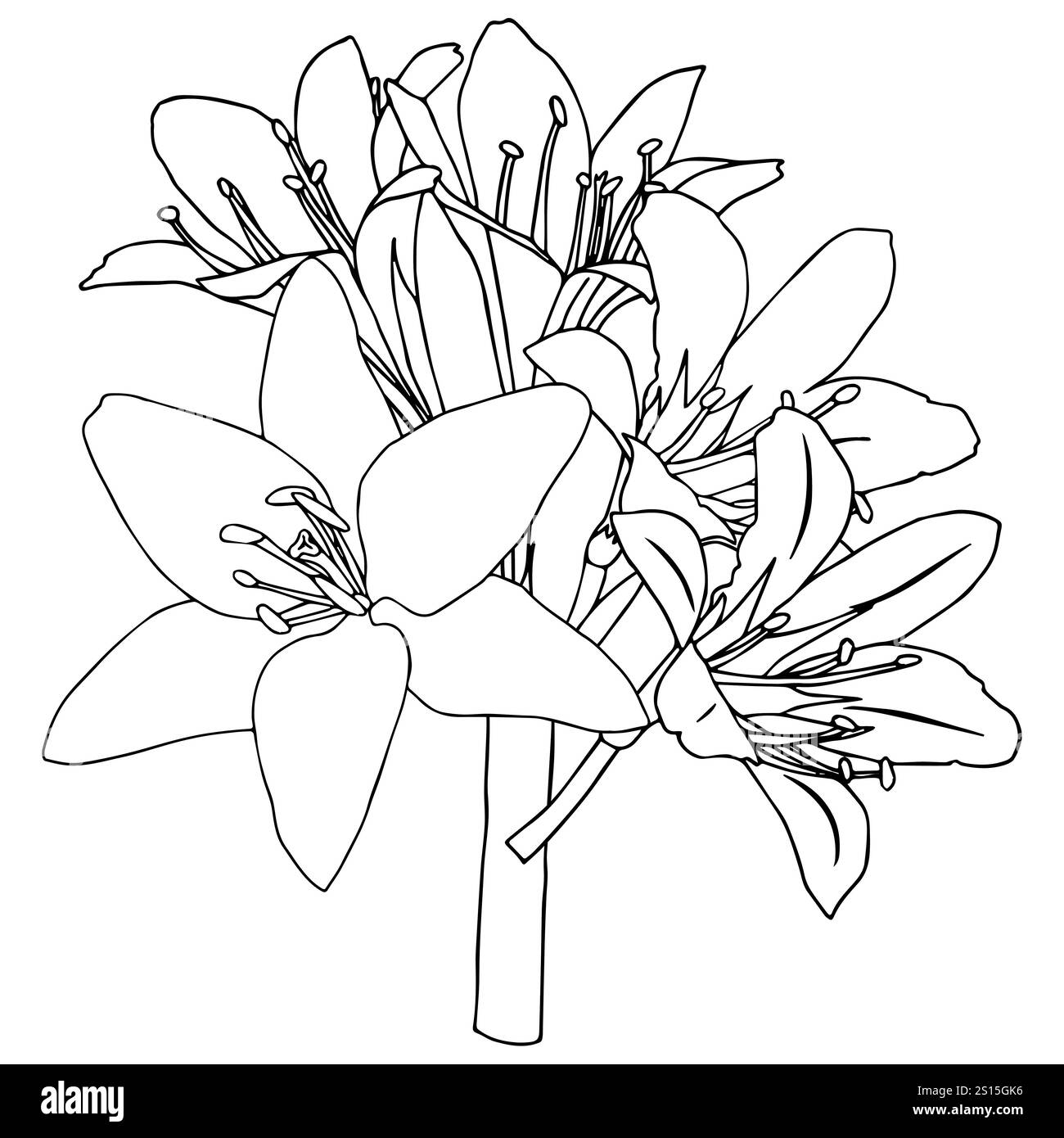Bouquet of lilies in doodle style. Openwork illustration isolated on white background Stock ...