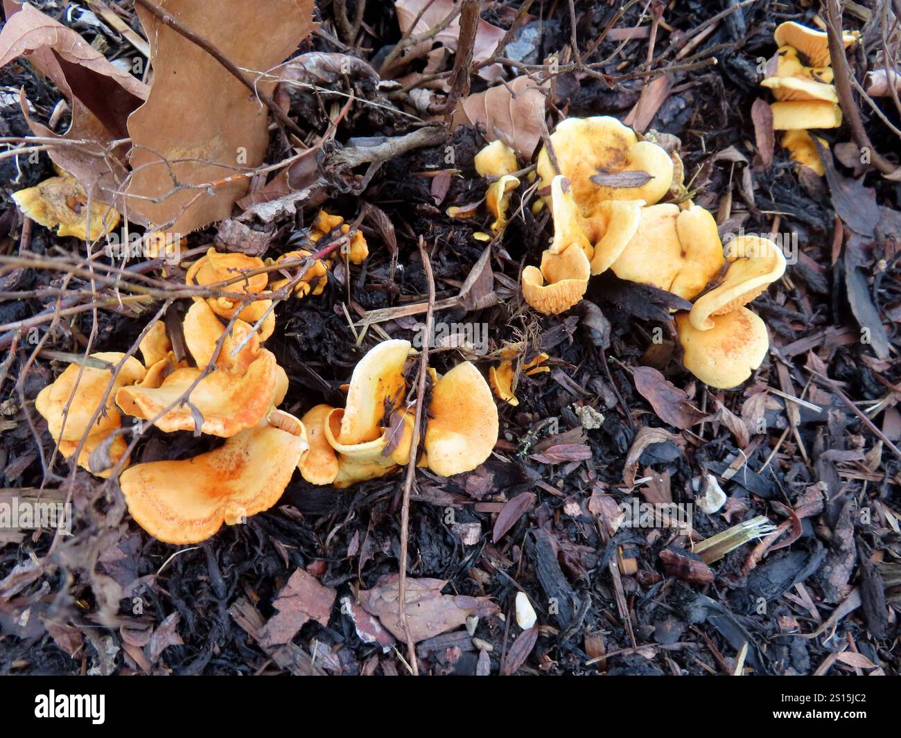 ...ein reizvoller Kontrast - dieses frische Gelb auf dunklem ...