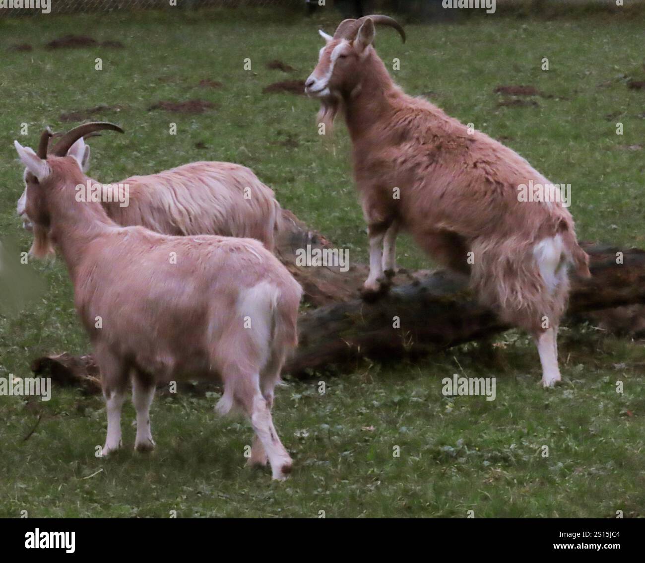 ...hoechste Vorsicht - Tiere reagieren panisch auf Silvesterboellerei ...
