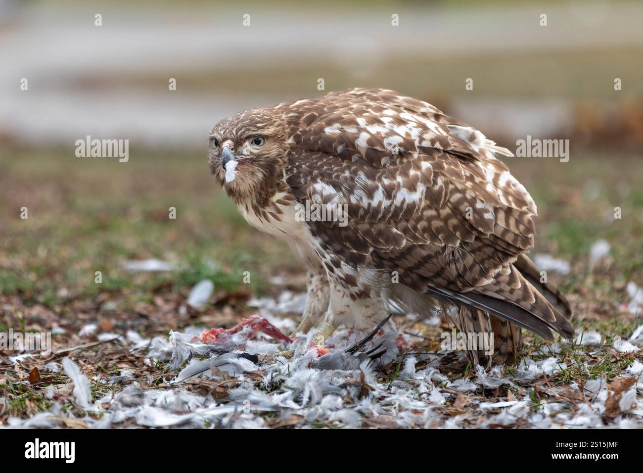A red-tailed hawk (Buteo jamaicensis) feasts on a pigeon in a downtown ...