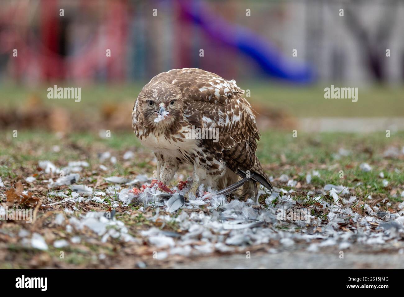 A red-tailed hawk (Buteo jamaicensis) feasts on a pigeon in a downtown ...