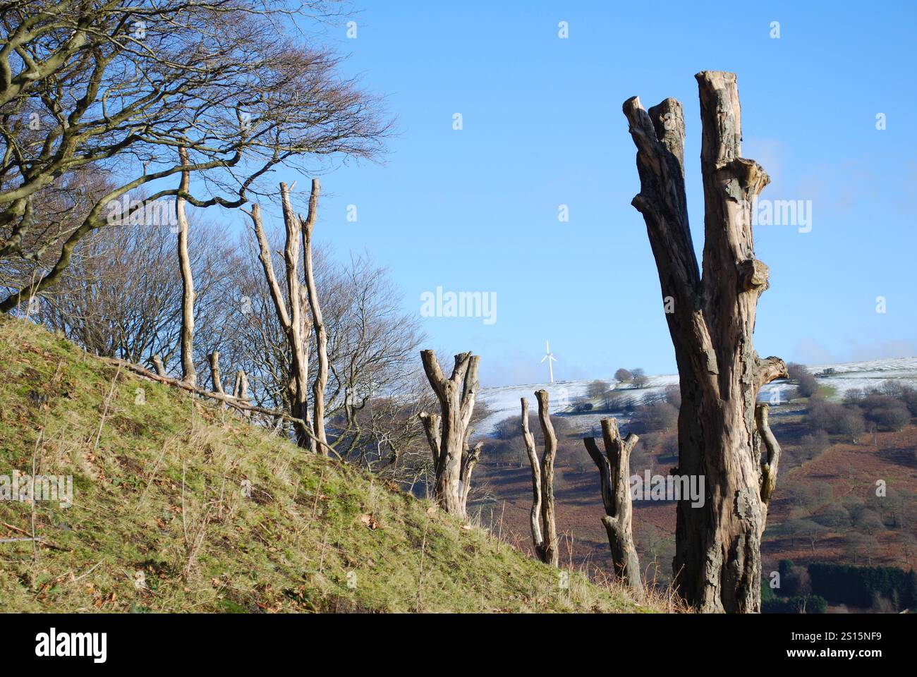Lopped Trees on Arail Mountain Stock Photo - Alamy