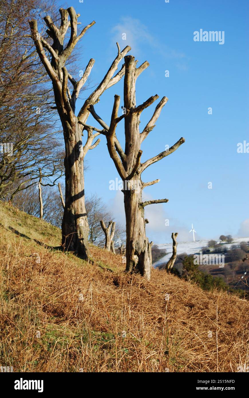 Lopped Trees on Arail Mountain Stock Photo - Alamy