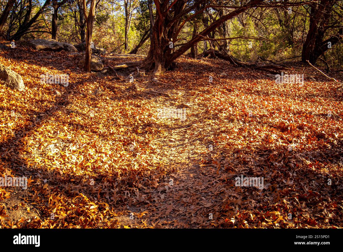 Fall leaves on a nature trail in the Texas Hill Country Stock Photo - Alamy