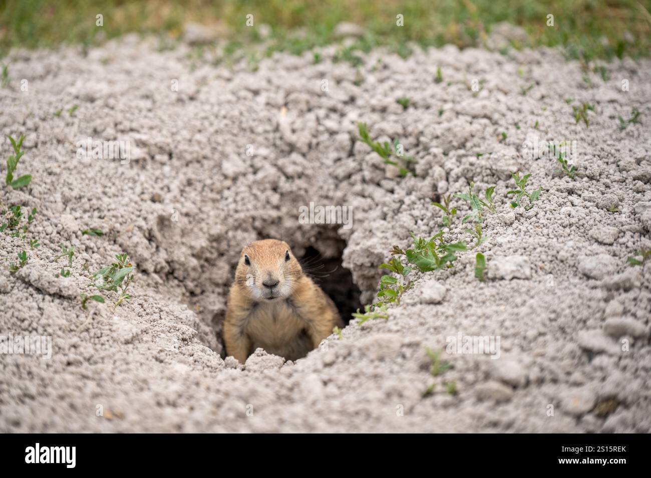 prairie dog peeking out of an underground hole to it's home Stock Photo ...
