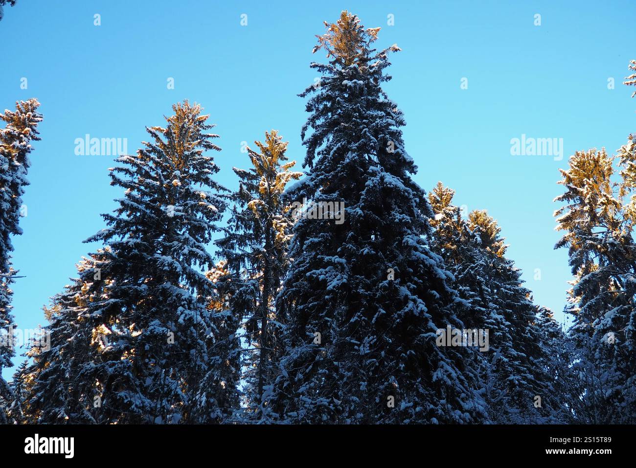 Spruce Picea is a coniferous evergreen tree of the Pine family Pinaceae ...