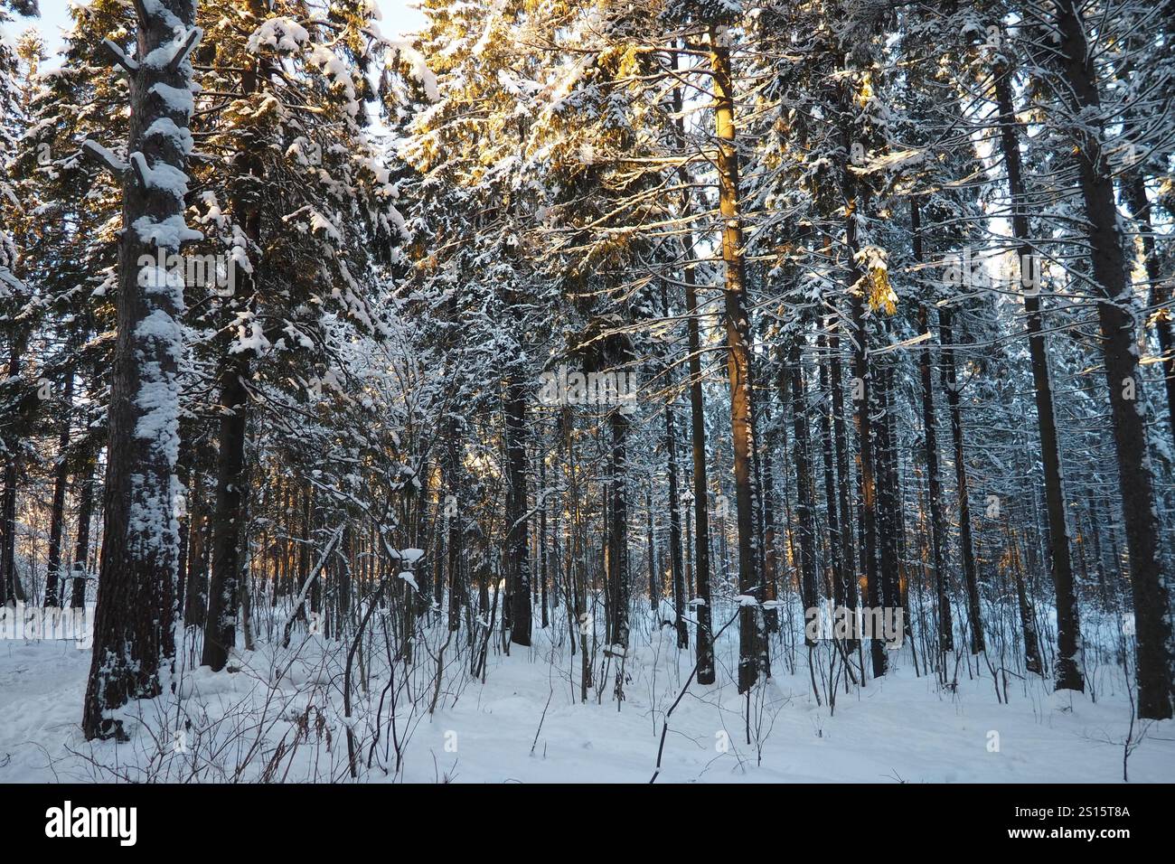 Spruce Picea is a coniferous evergreen tree of the Pine family Pinaceae ...